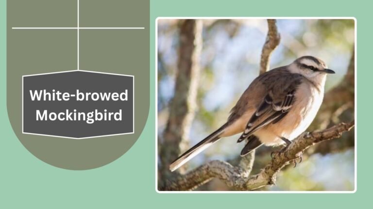 17 Types of Mockingbirds: Different Species Identification