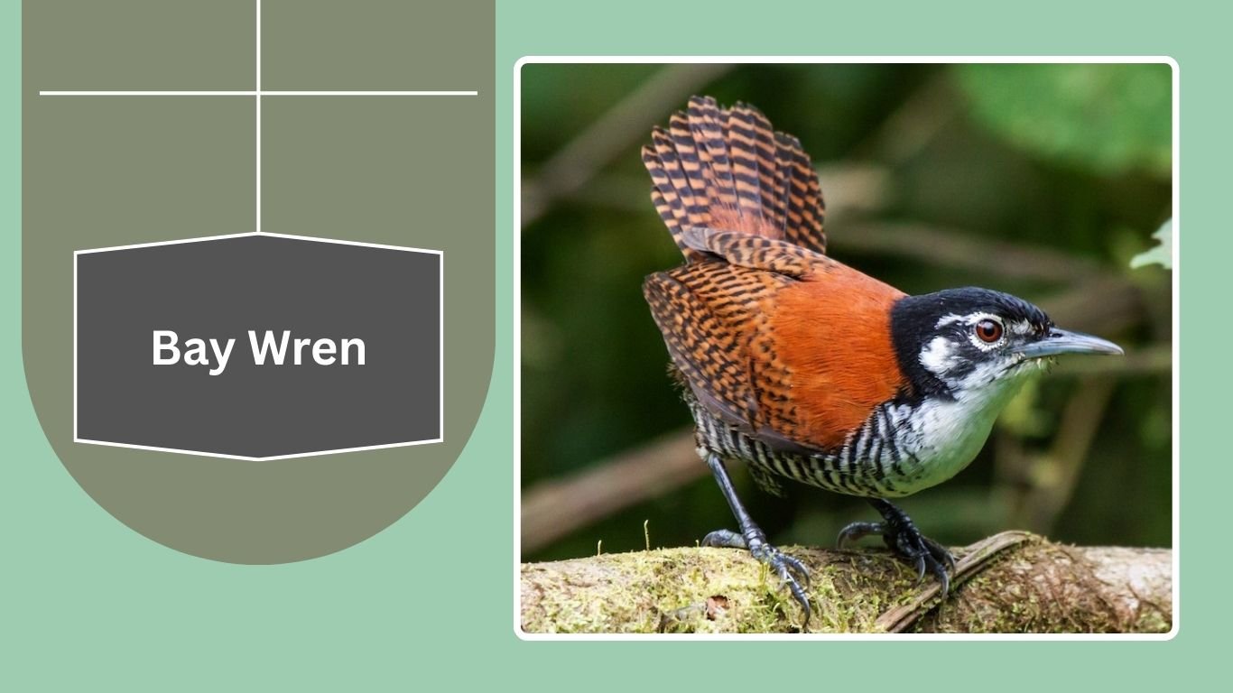 25 Types of Wrens: Different Species Identification