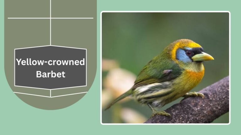 25 Types of Barbets bird: Identification With Pictures