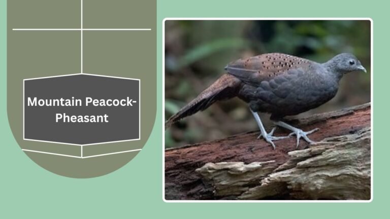 27 Types of Pheasants: Different Species Identification