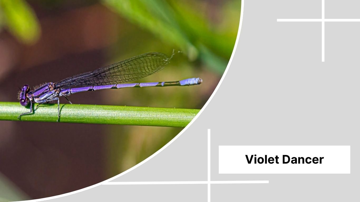 17 Types of Damselfly: Identification With Pictures