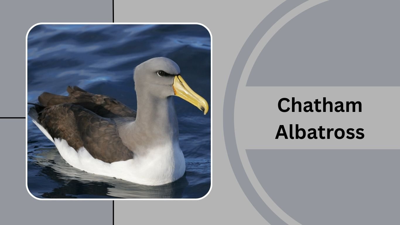 21 Types of Albatrosses: Different Species Identification