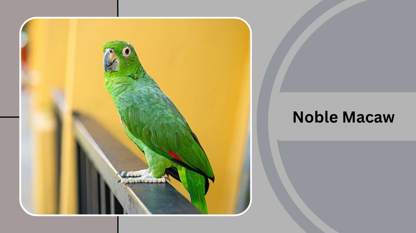 17 Types of Macaws: Different Species Identification With Name