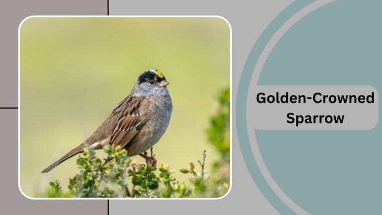 27 Types of Sparrow Birds: Identification With Pictures