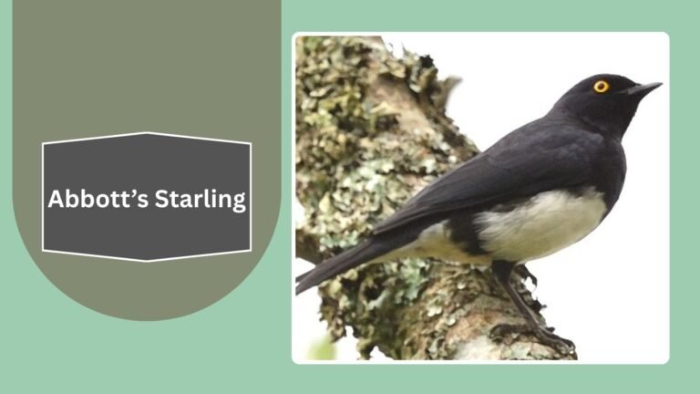 25 Types of Starlings: Identification with Pictures
