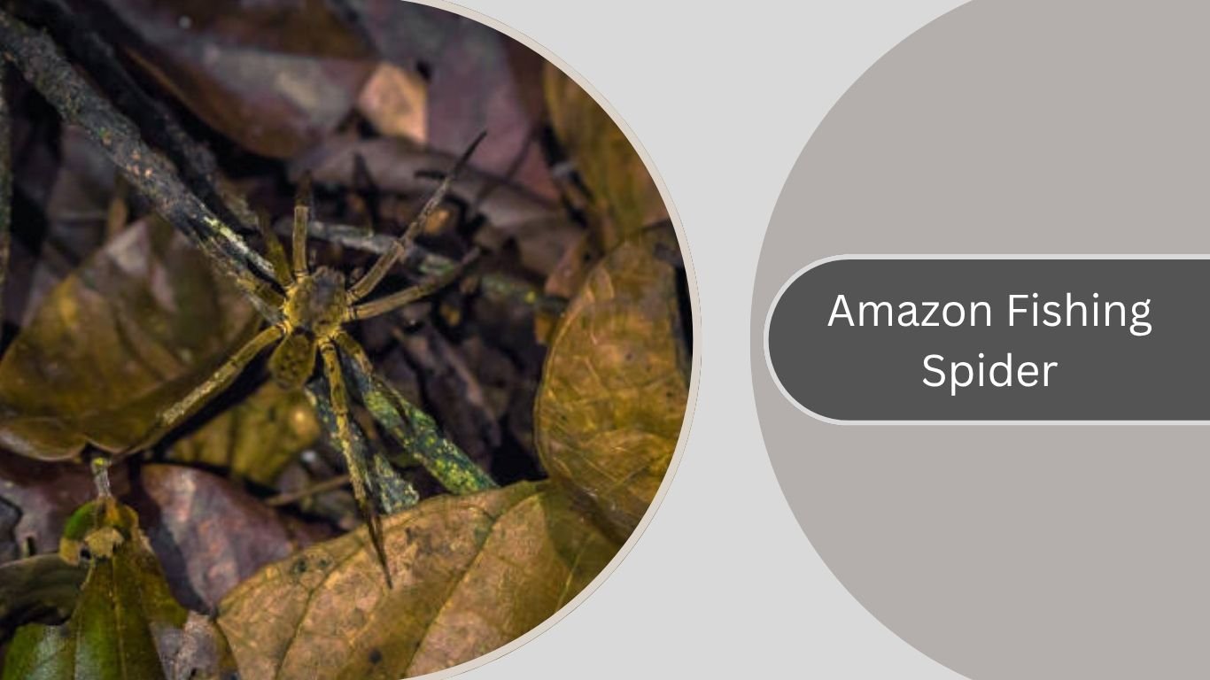 25 Types of Fishing spiders: Identificaton With Pictures