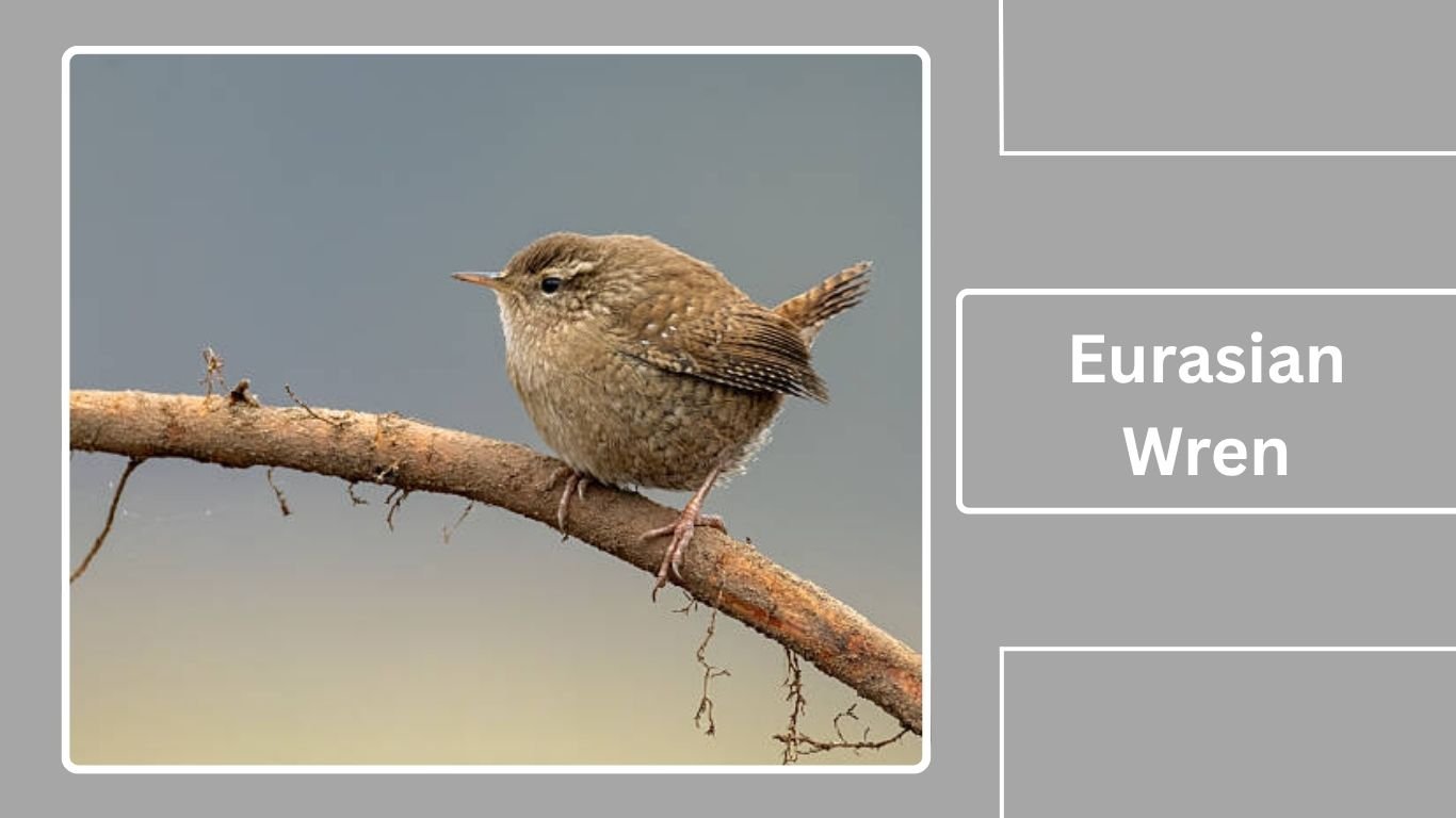 25 Types of Tiny Birds : Identification with Pictures