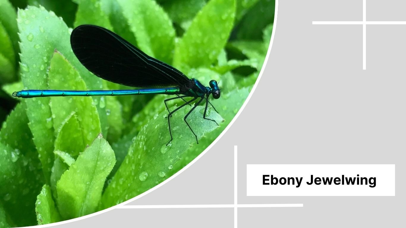 17 Types of Damselfly: Identification With Pictures