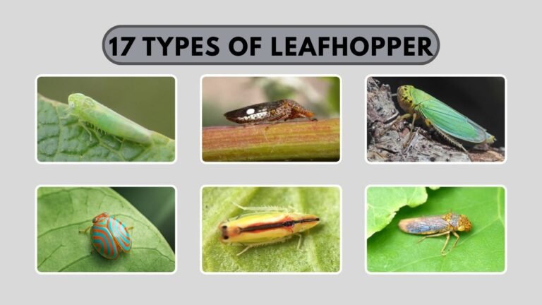 17 Types of Leafhopper: Identification With Pictures