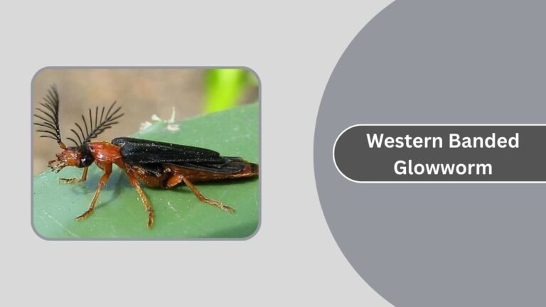 21 Types of Firefly: Identificaton With Pictures