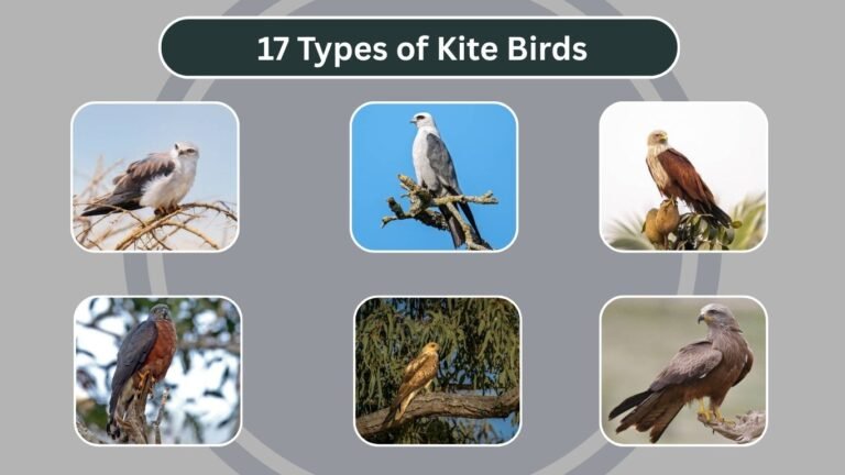 Know All Types Of Ravens (ID, Picture, Geographic Range & Size)