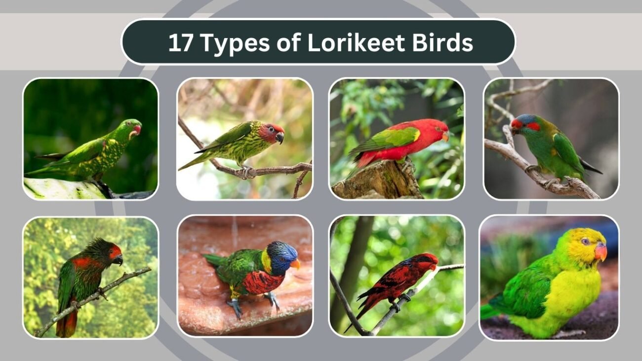 17 Types of Lorikeet Birds: Identification with Pictures