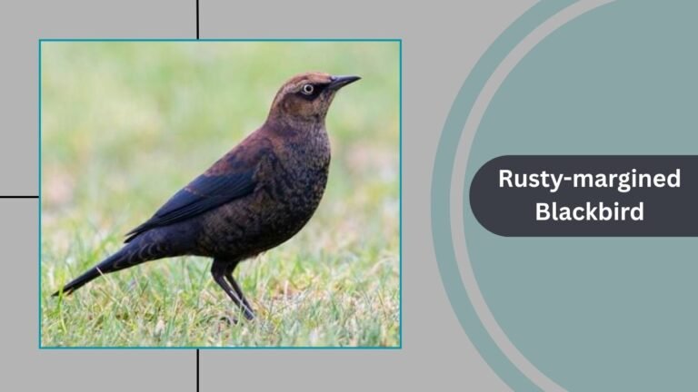 27 Types of Blackbirds: Identification with Pictures