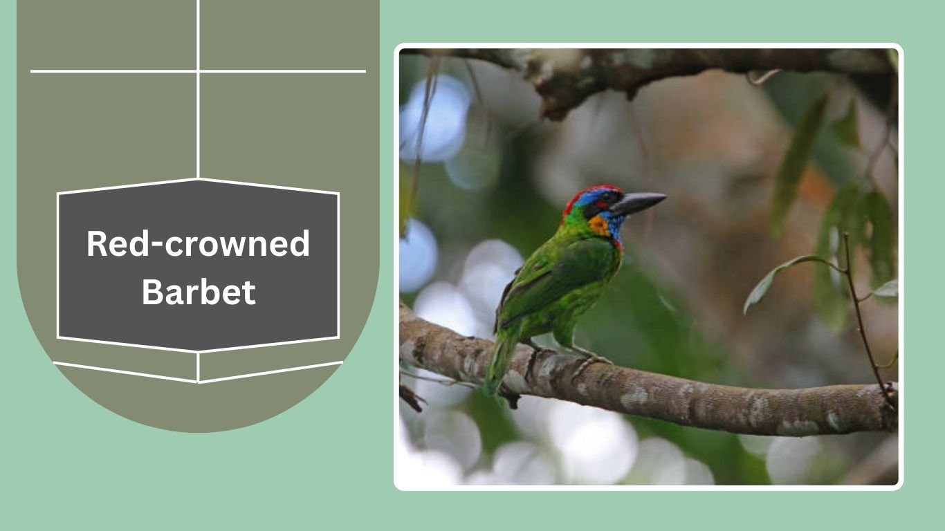 25 Types of Barbets bird: Identification With Pictures