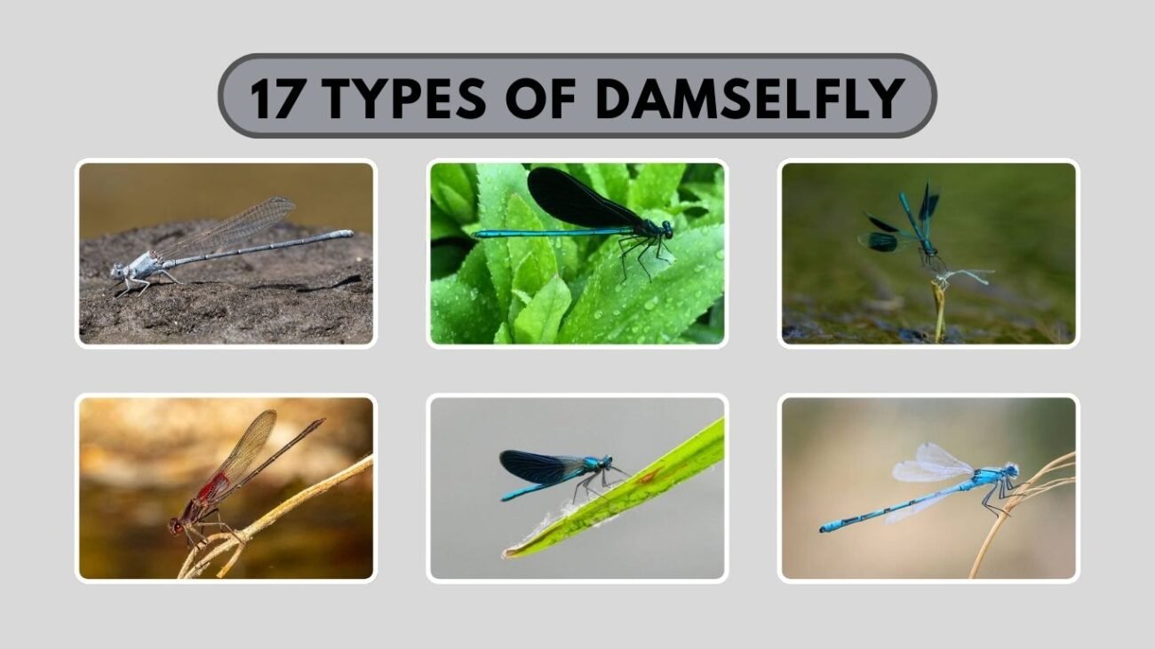 17 Types of Damselfly: Identification With Pictures