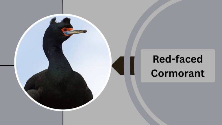 23 Types of Cormorant Bird: Identification with Pictures