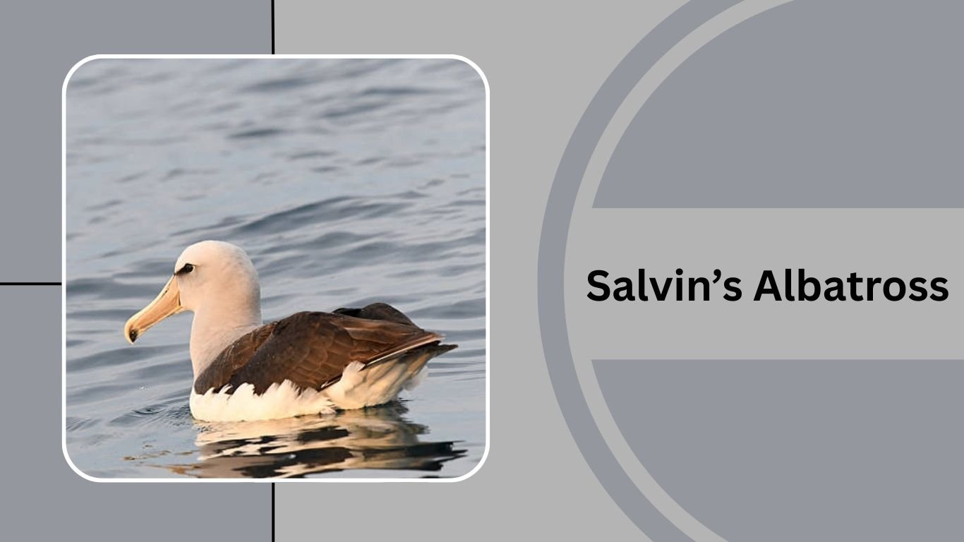 21 Types of Albatrosses: Different Species Identification