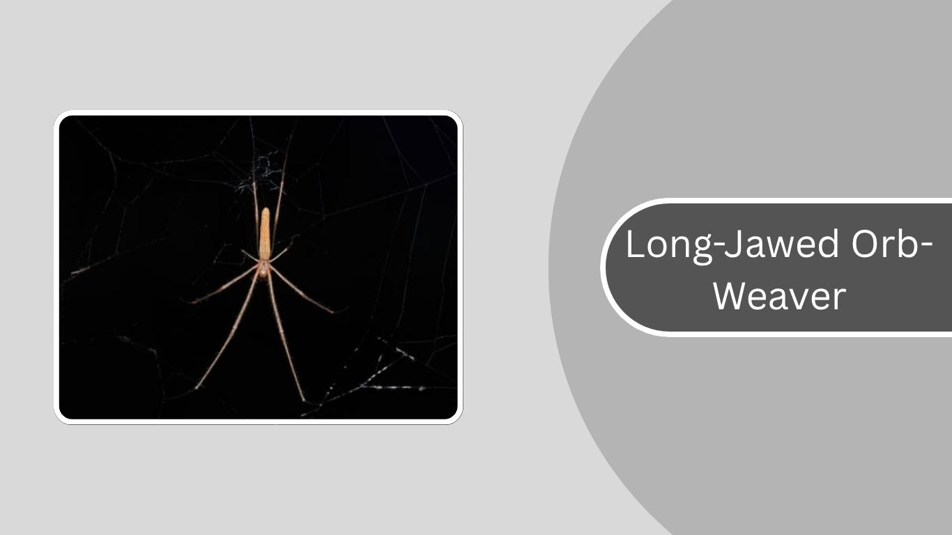 23 types of Orb-weaver spiders: Identification with Pictures