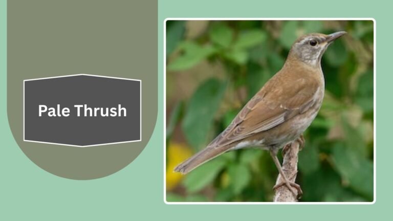 25 Types of Thrushes: Identification with Pictures