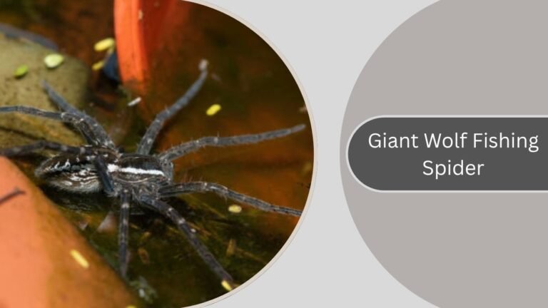 25 Types of Fishing spiders: Identificaton With Pictures
