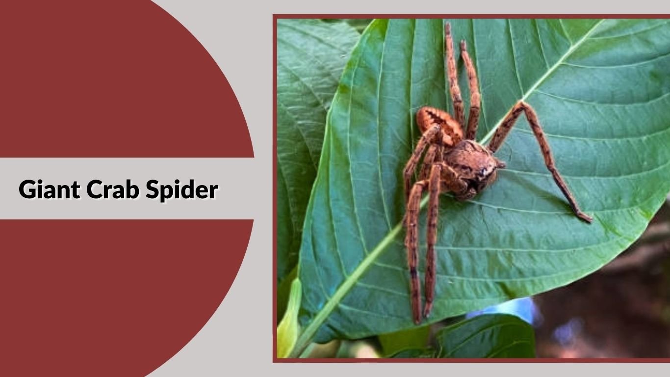 15 Types of Crab Spiders: Identification With Pictures