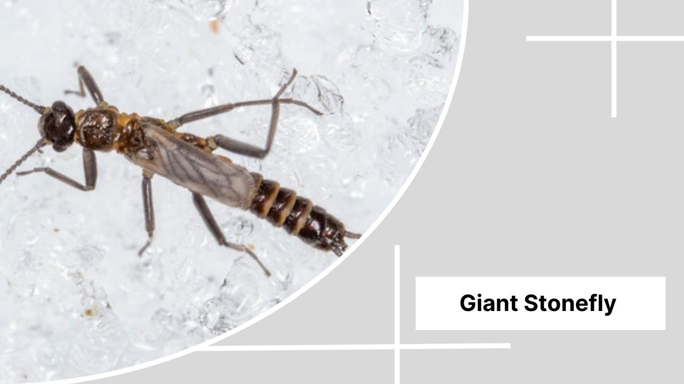 21 Type of Stonefly: Identification With Pictures