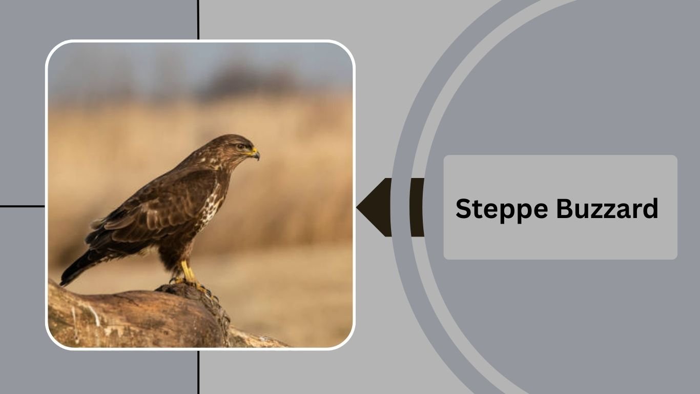 23 Types of Buzzards: Identification with Pictures