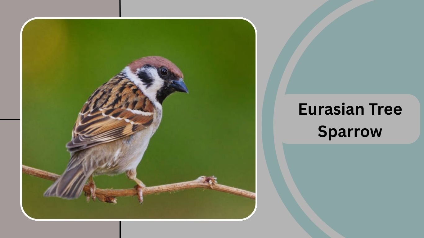 27 Types of Sparrow Birds: Identification With Pictures