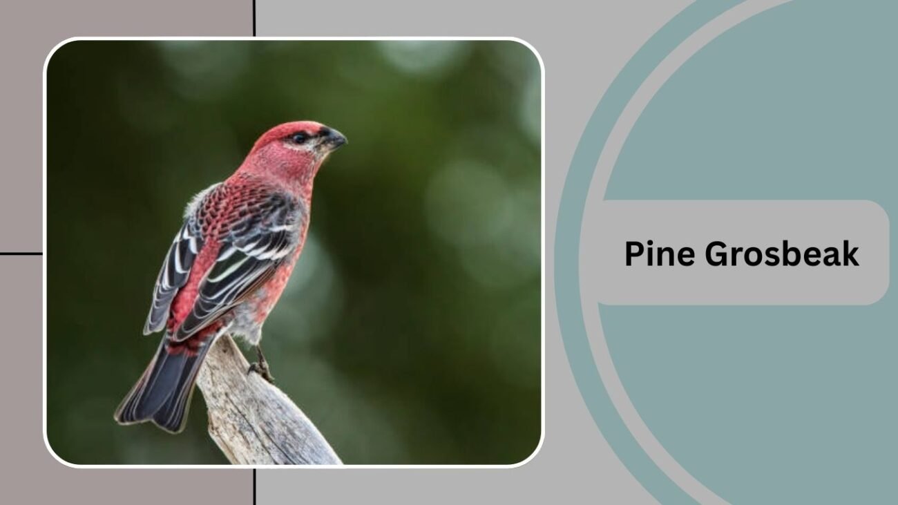 15 Types of Grosbeaks: Identification With Pictures