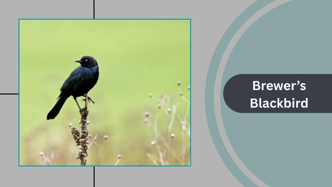 27 Types of Blackbirds: Identification with Pictures