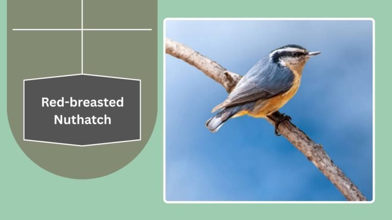 11 Types of Nuthatches: Identification With Pictures