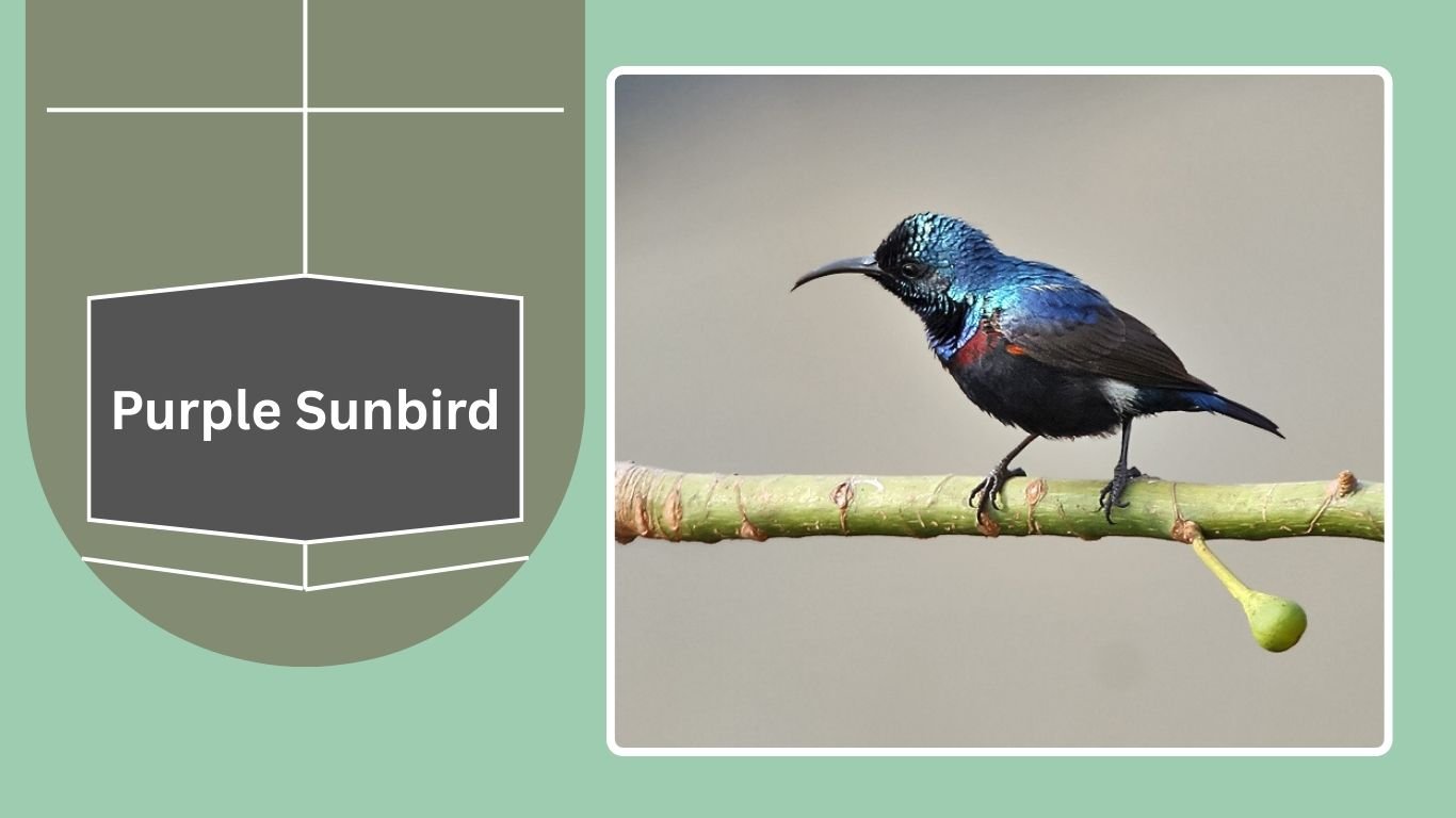 25 Types of Sunbirds: Different Species Identification