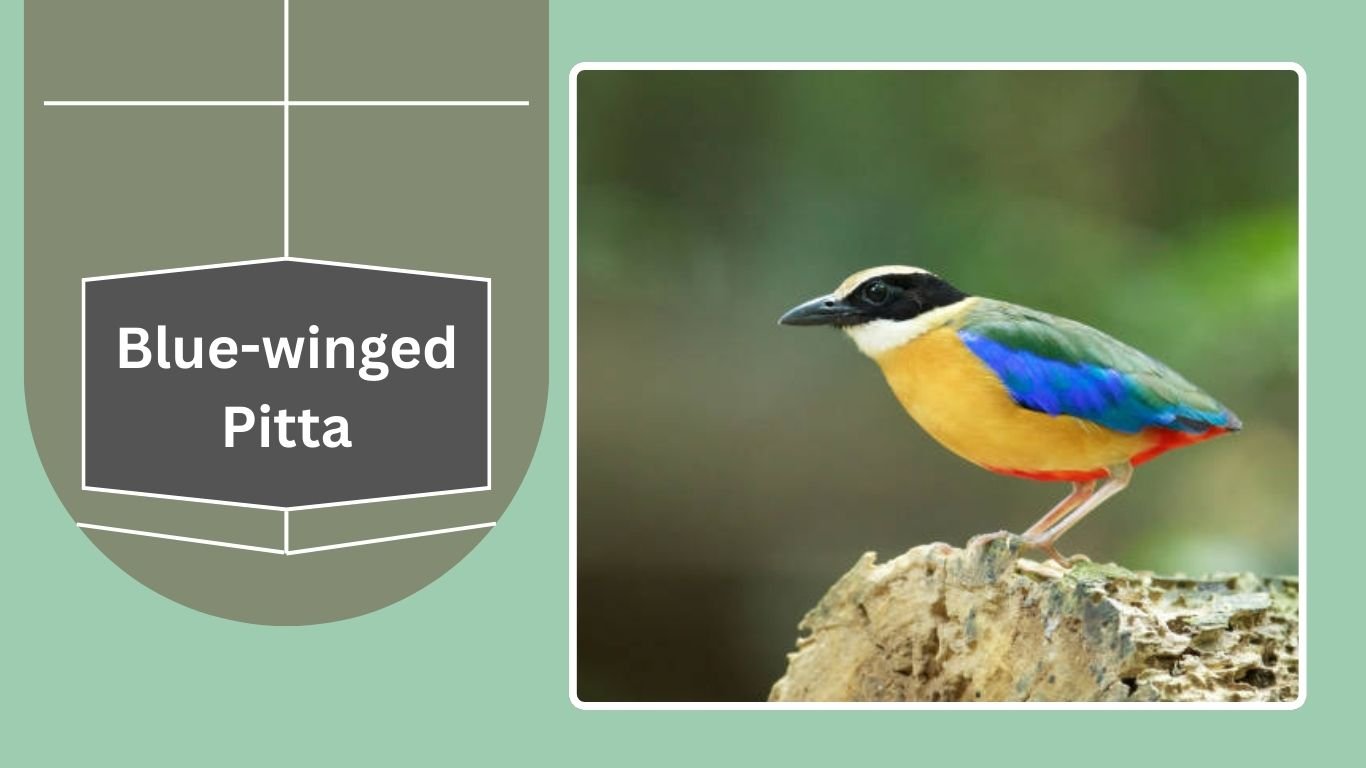15 Types of Pittas bird: Identification With Pictures