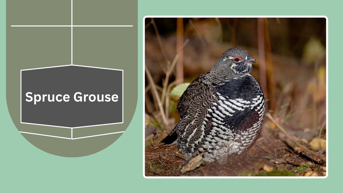 15 Types of Grouse Birds: Identification and Habitat