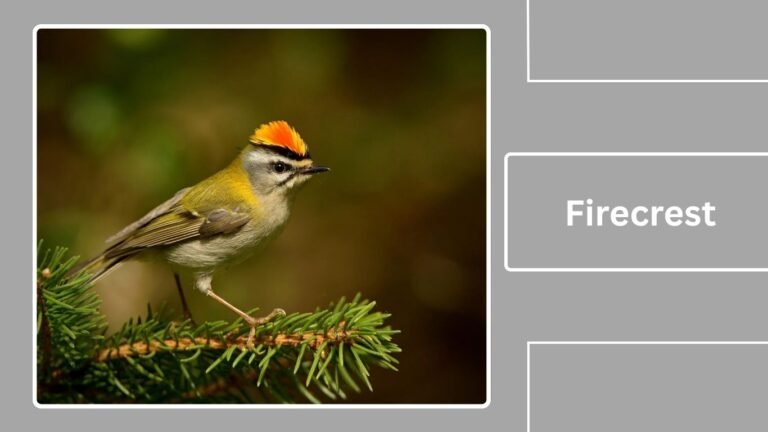 25 Types of Tiny Birds : Identification with Pictures