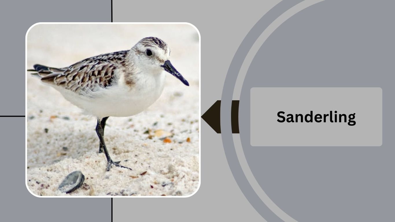 23 Types of Sandpipers: Different Species Identification