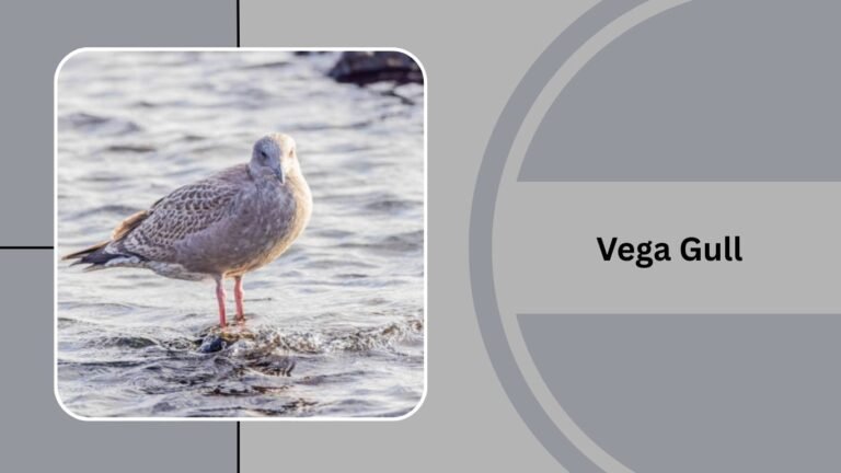 25 Types of Gulls: Identification, Habitat, and Behavior