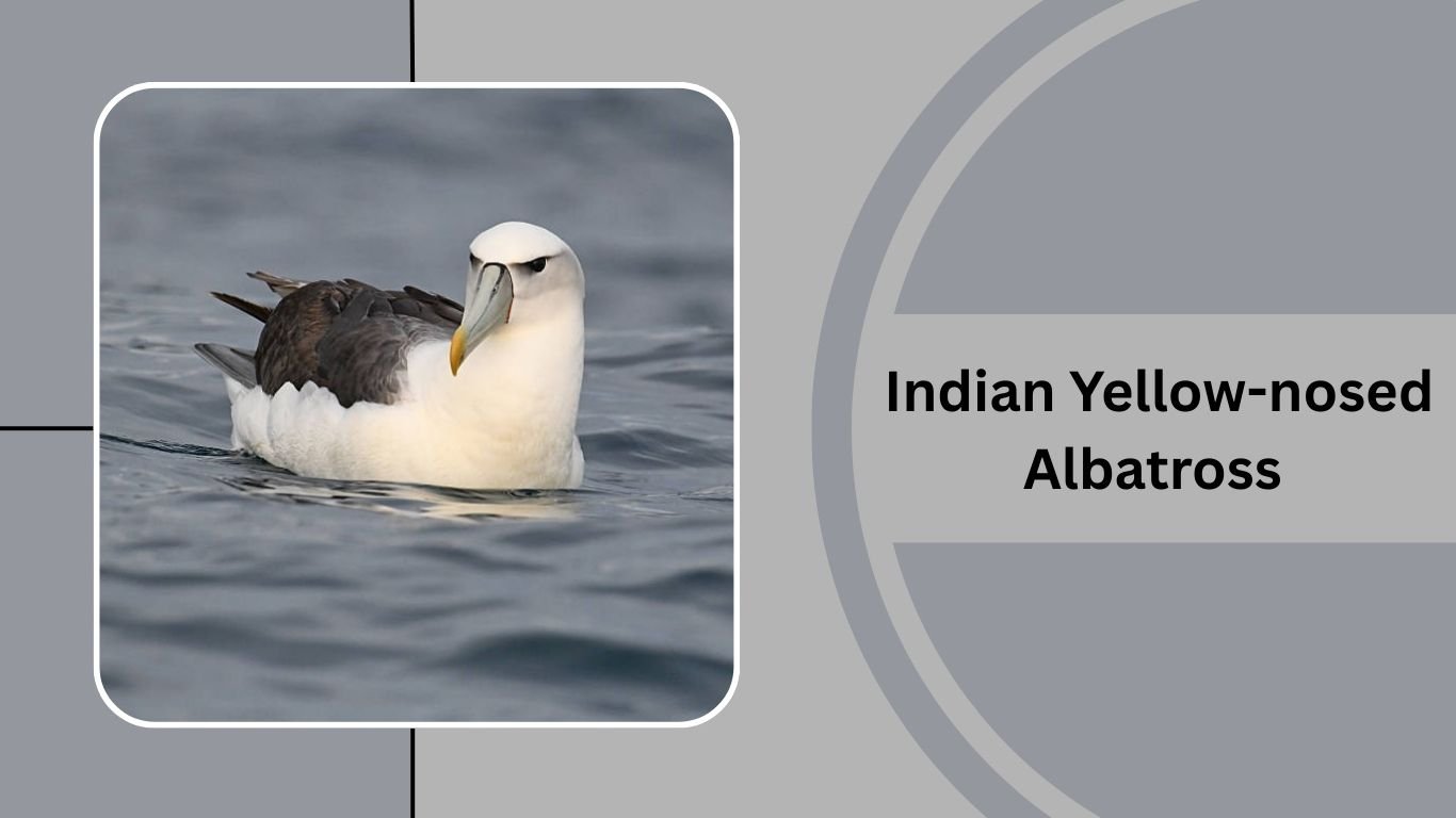 21 Types of Albatrosses: Different Species Identification