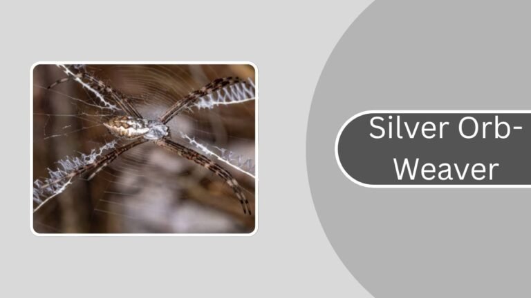 23 types of Orb-weaver spiders: Identification with Pictures
