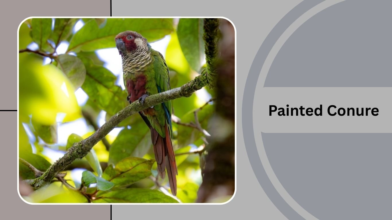 25 Types of Conure Birds: Identification With Pictures