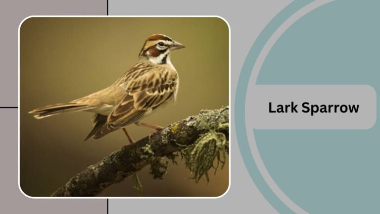 27 Types of Sparrow Birds: Identification With Pictures