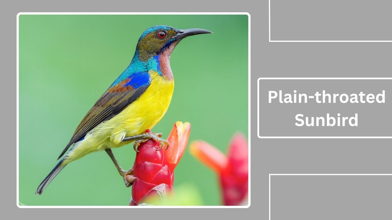 25 Types of Tiny Birds : Identification with Pictures