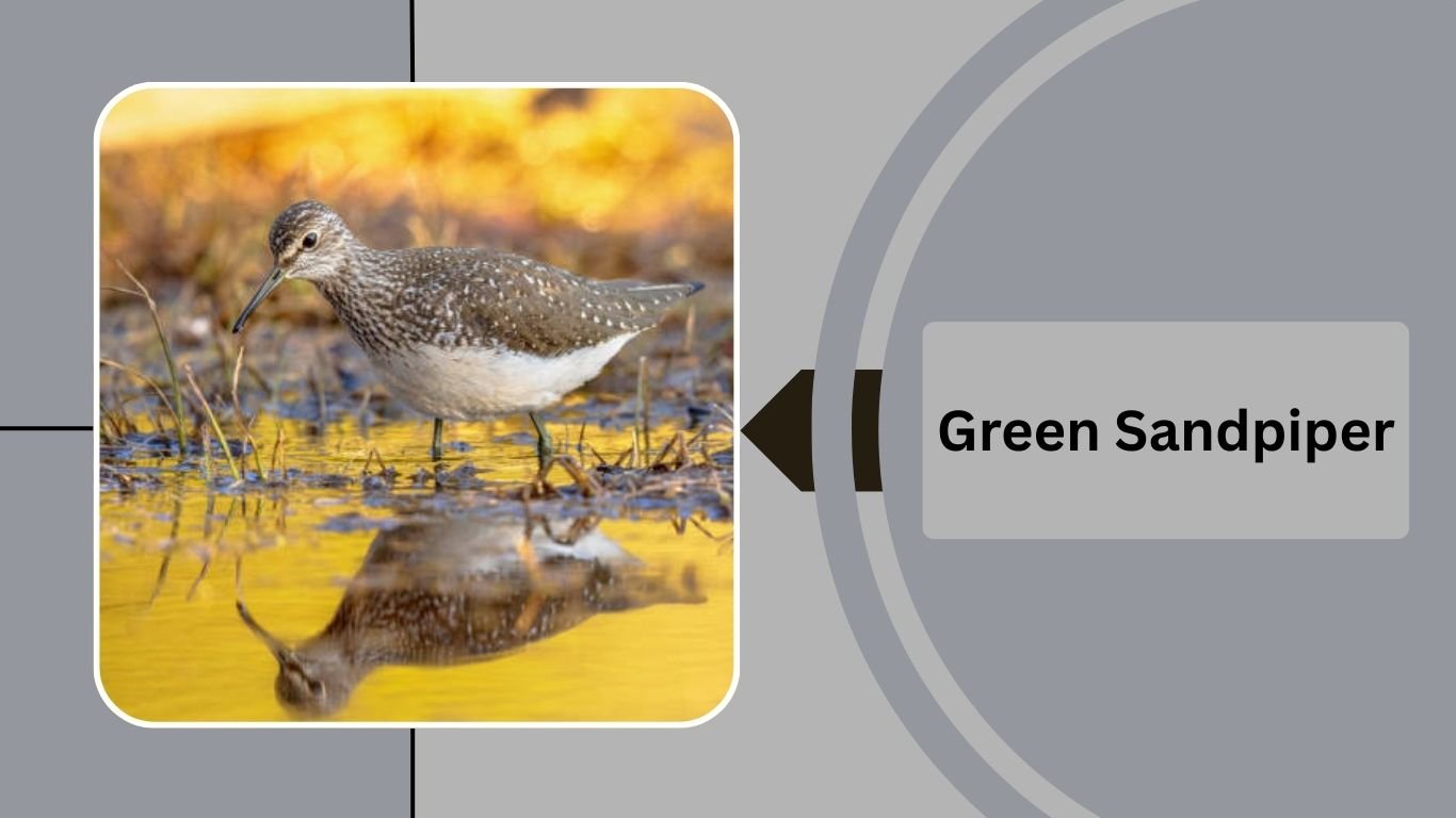 23 Types of Sandpipers: Different Species Identification