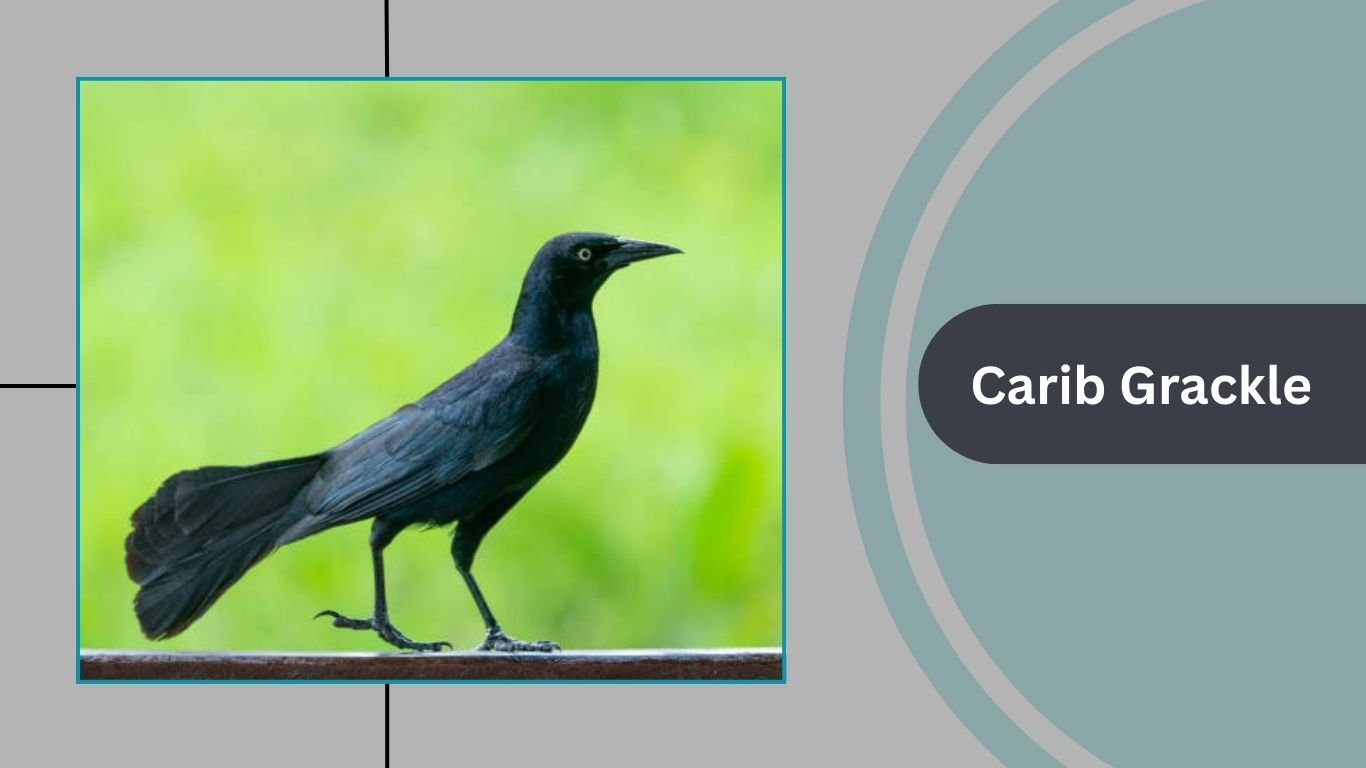 27 Types of Blackbirds: Identification with Pictures