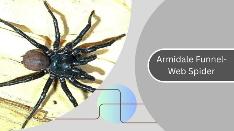 25 types of Funnel-web house spiders: Identification with Pictures
