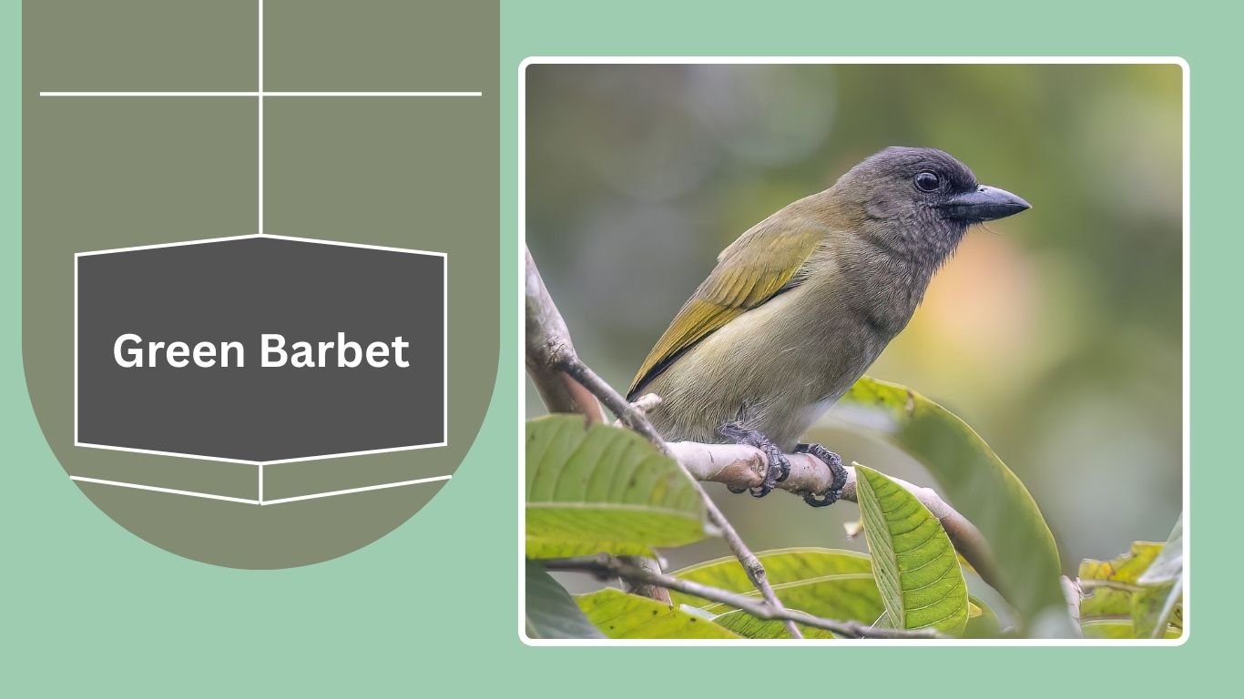 25 Types of Barbets bird: Identification With Pictures