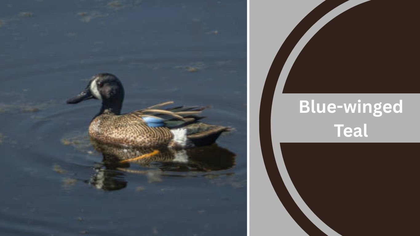 27 Common Birds in Water: Identification with Pictures