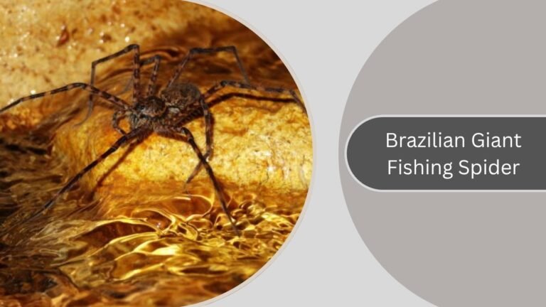 25 Types of Fishing spiders: Identificaton With Pictures