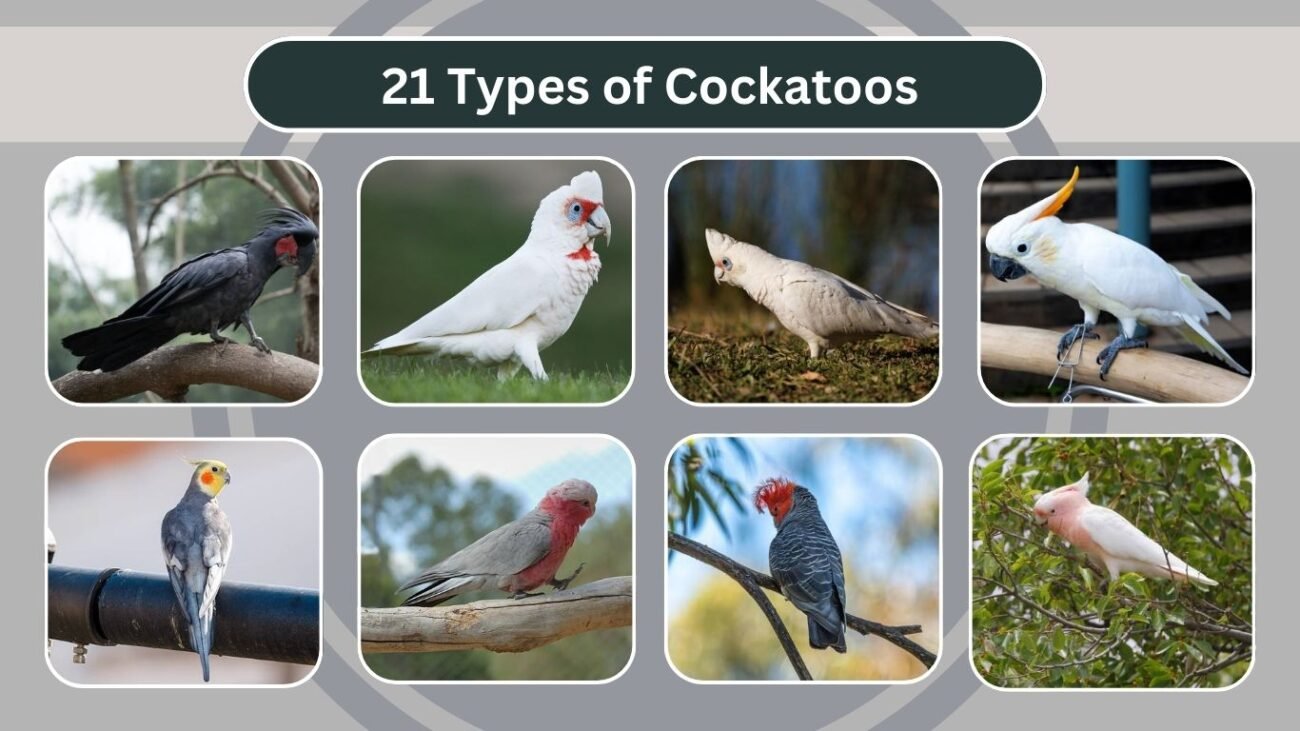 21 Types of Cockatoos: Identification With Pictures