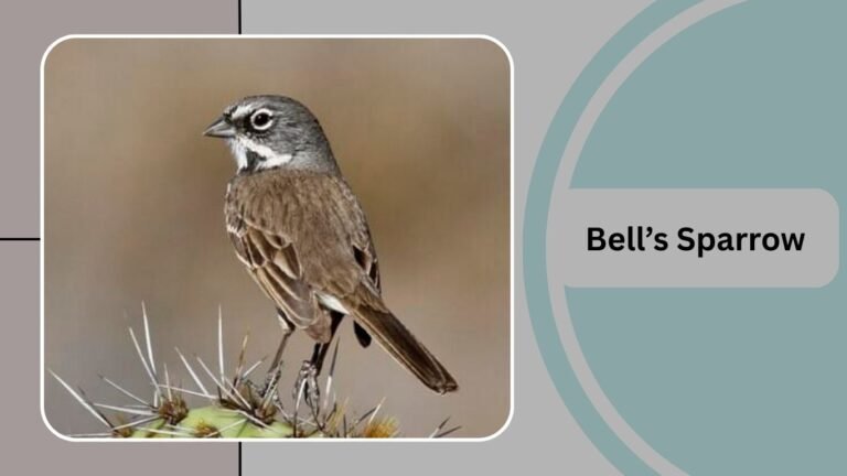 27 Types of Sparrow Birds: Identification With Pictures